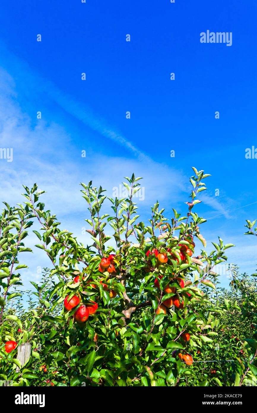 ripe fruity apples at the tree Stock Photo - Alamy