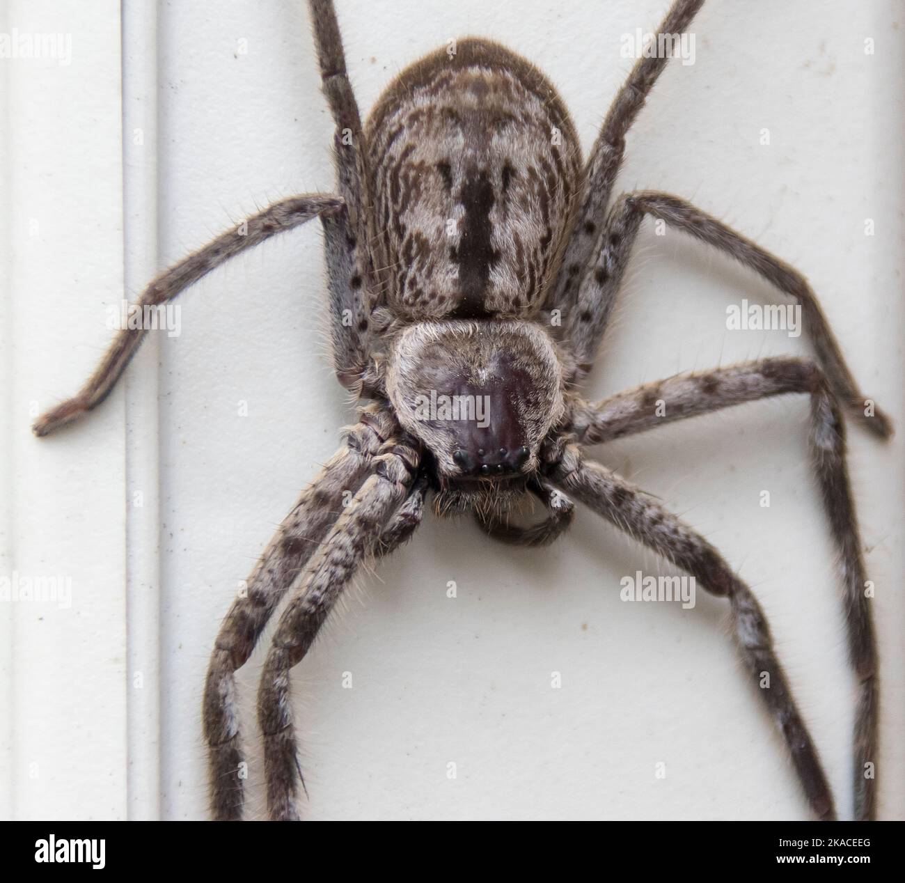 Australian Giant Grey Huntsman spider, holoconia immani (female) in ...