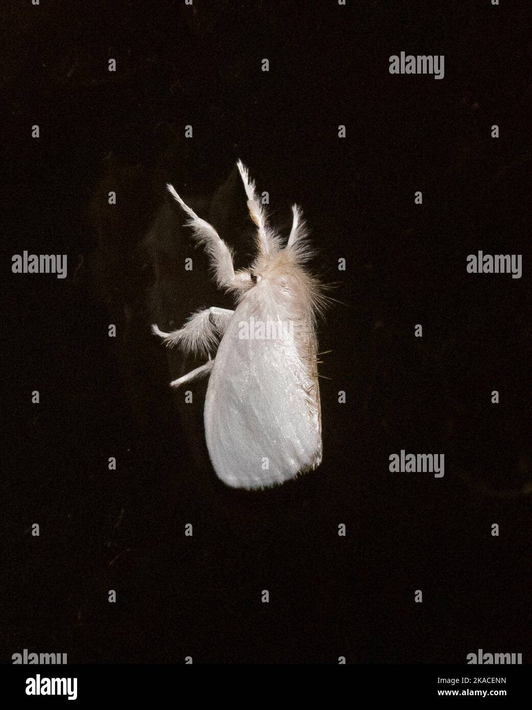 Australian fluffy White Tussock moth, acyphas chionites, on black ...