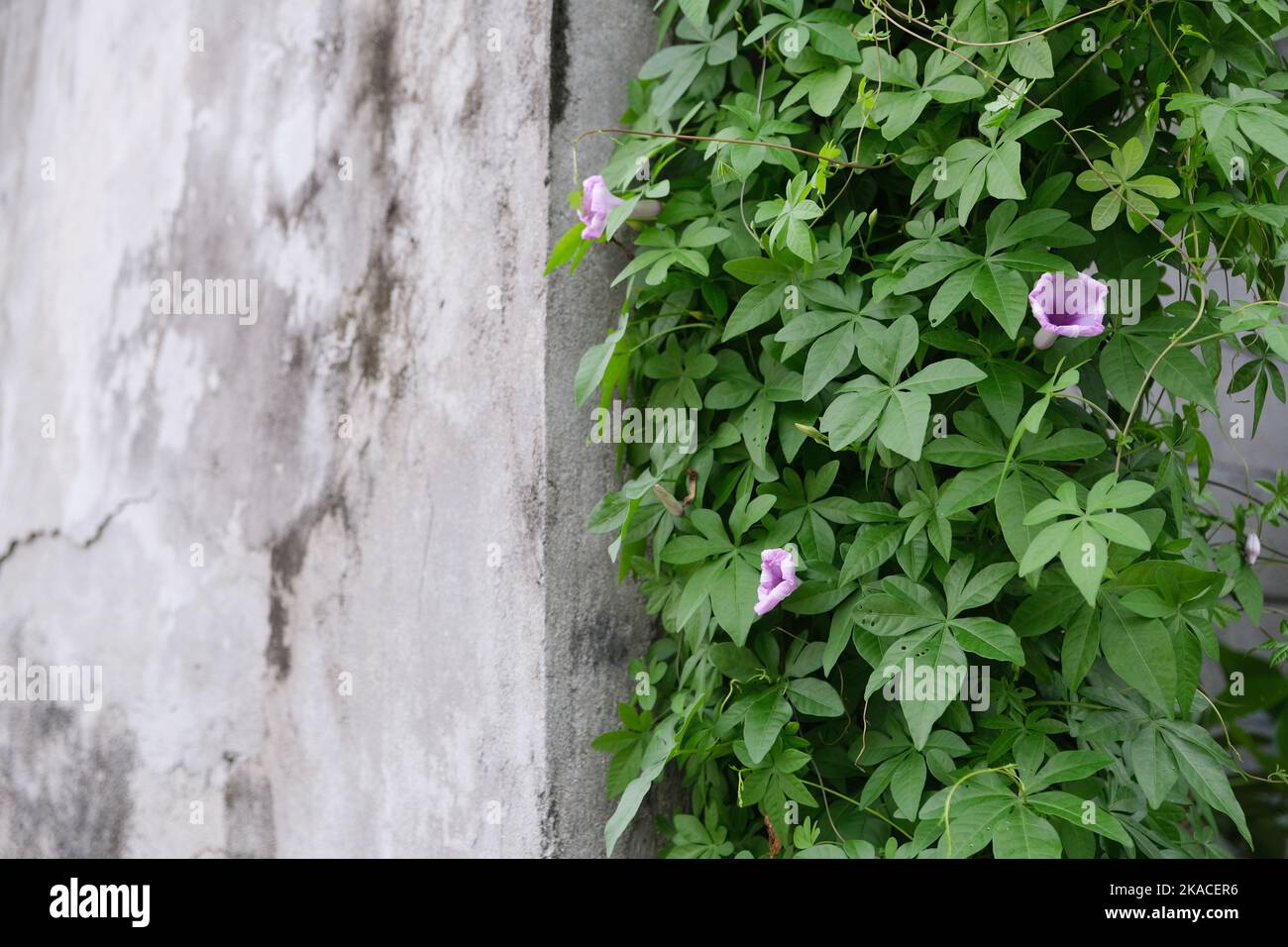 Morning glory, Ipomoea tricolor, is a frost tender annual climber that ...
