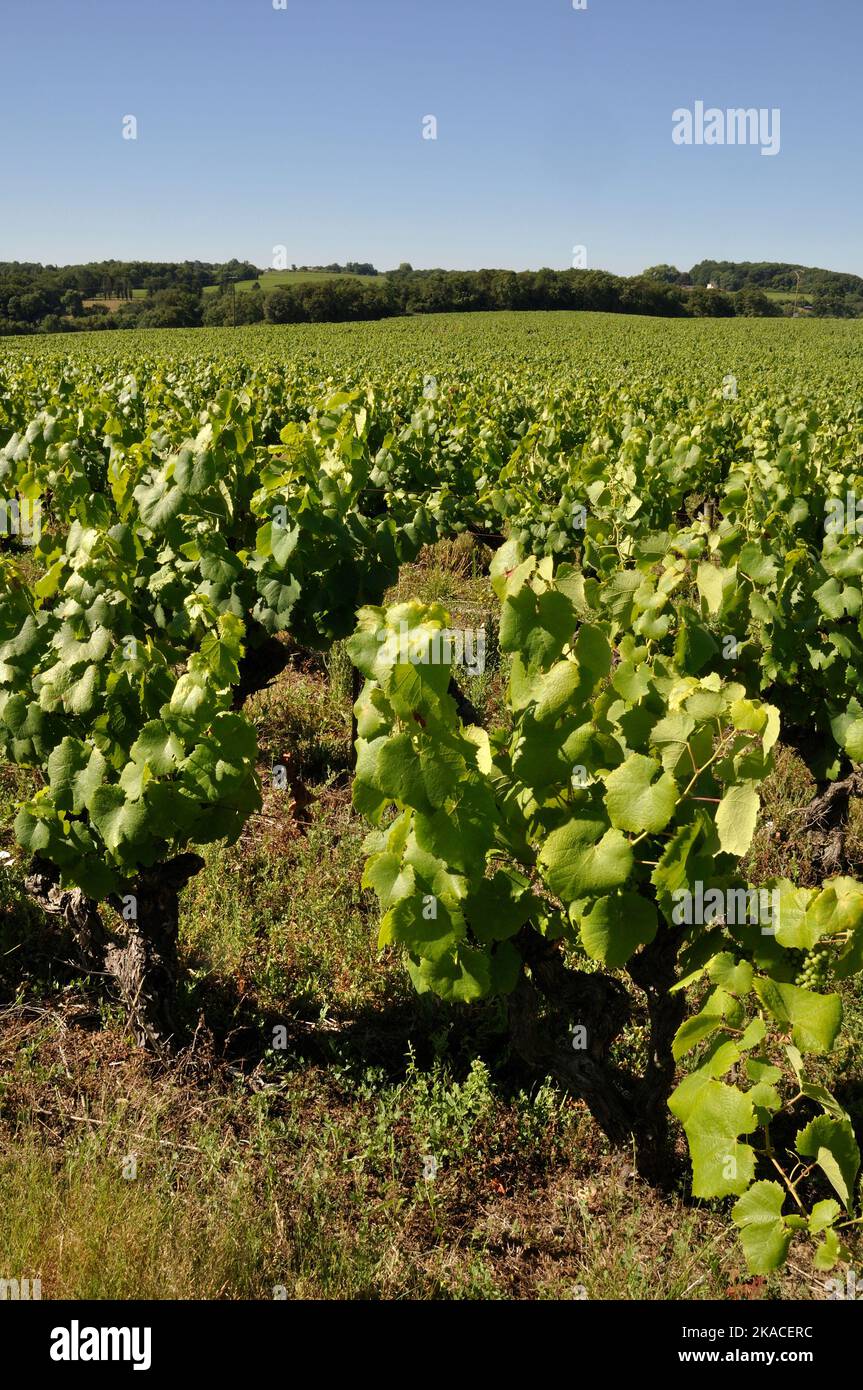 Muscadet vineyard nantes hi-res stock photography and images - Alamy