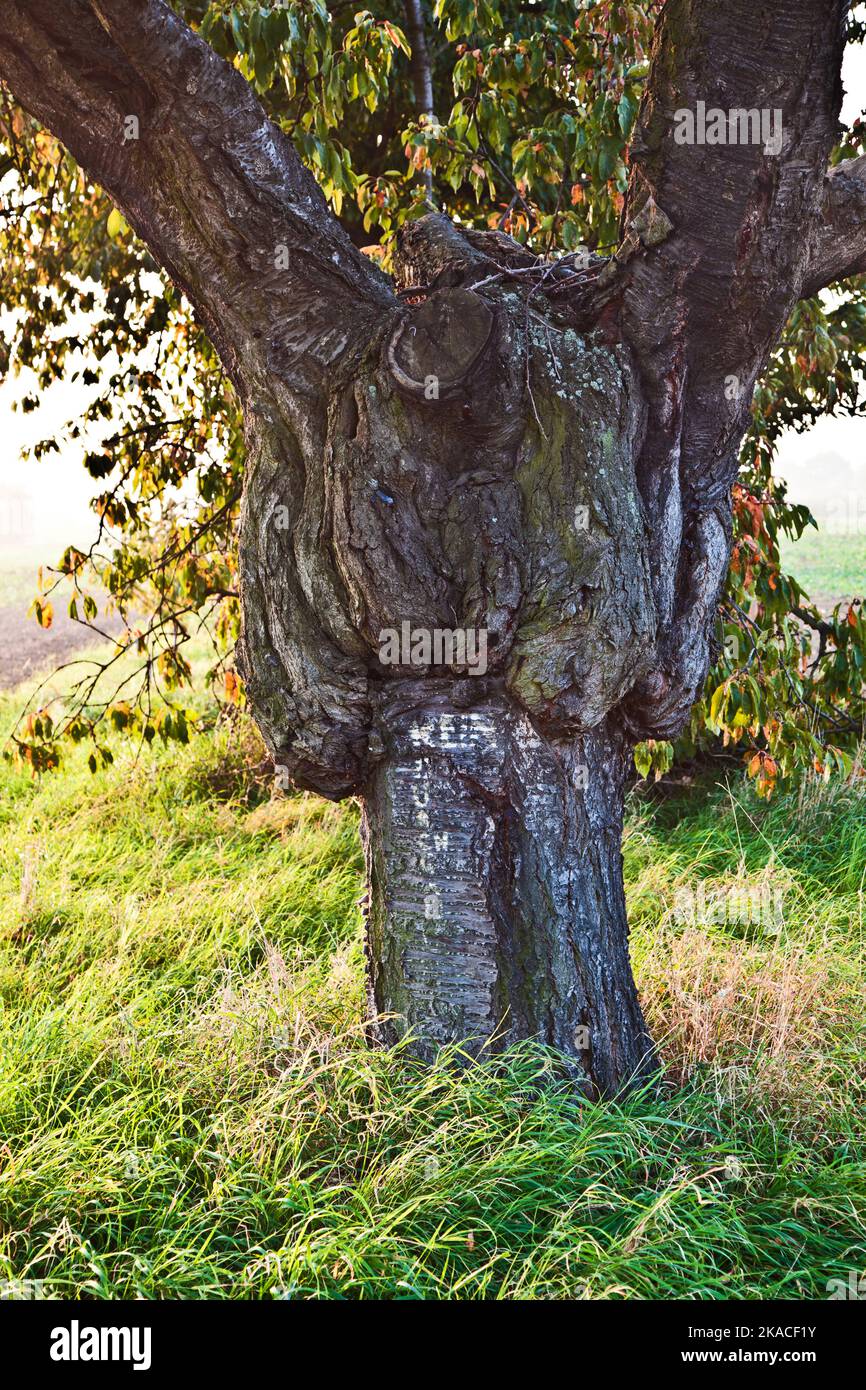 stem of an old big tree in meadow Stock Photo - Alamy