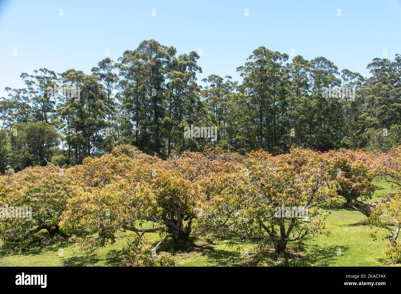 View of avocado (persea americana) orchard contrasts with tall gum ...