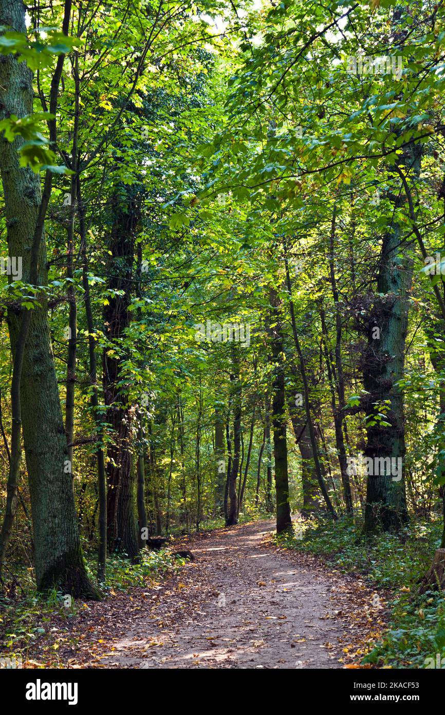 path through old oak forest in beautiful light Stock Photo - Alamy