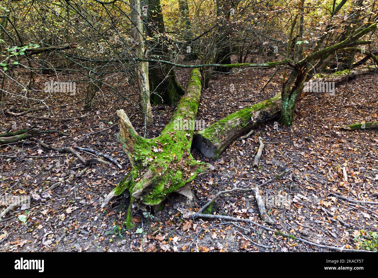 old oak stem with moss Stock Photo - Alamy