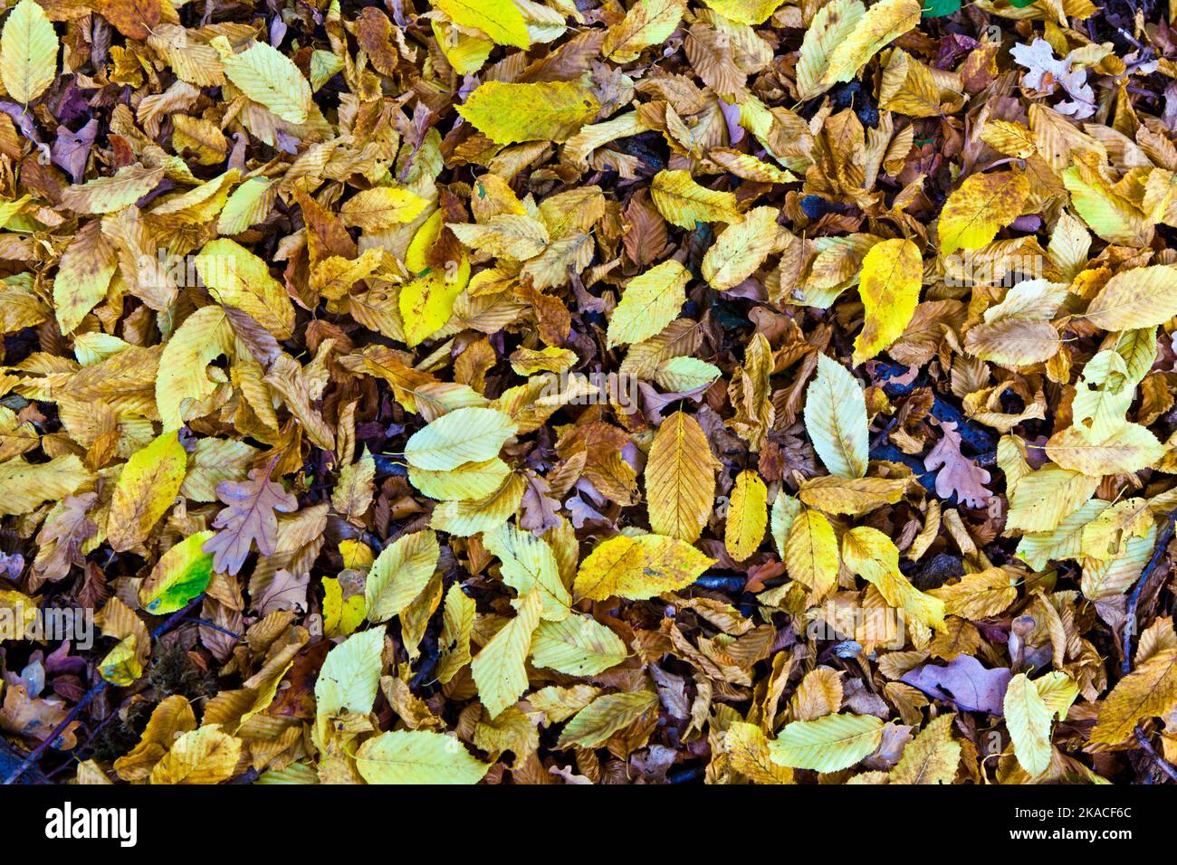 old oak forest in beautiful light Stock Photo - Alamy