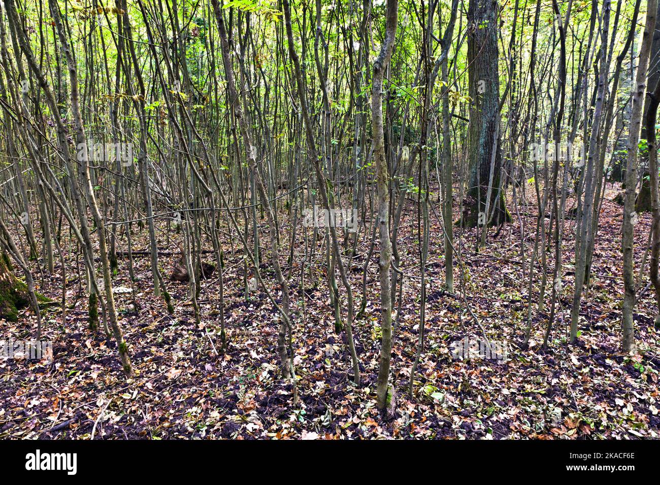 old oak forest in beautiful light Stock Photo - Alamy