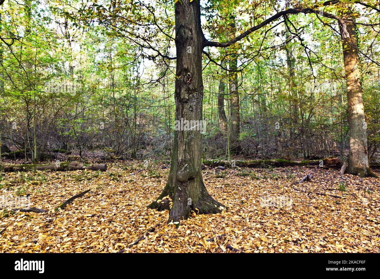 old oak forest in beautiful light Stock Photo - Alamy