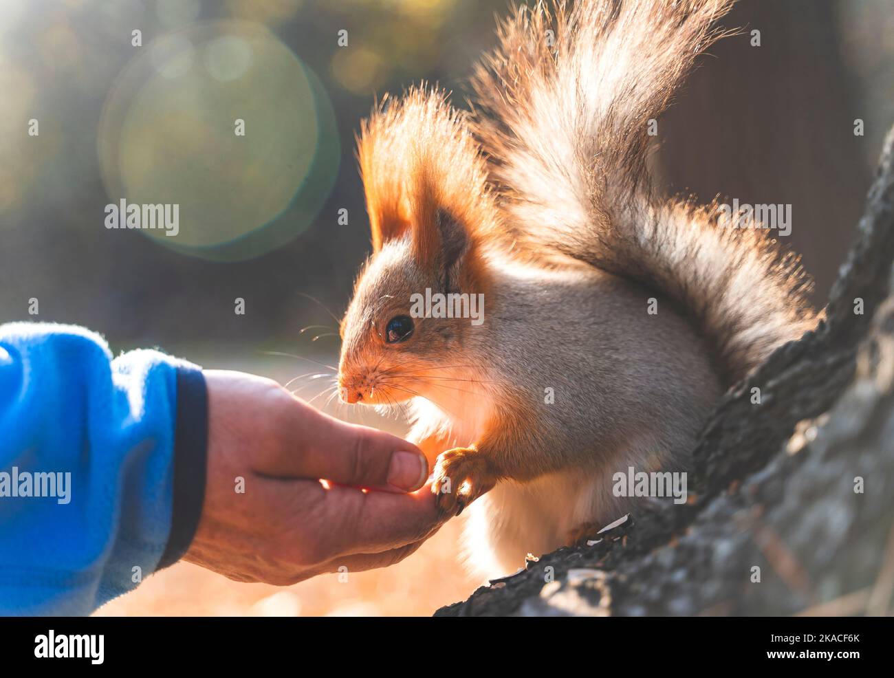 Grey squirrel eating nut from hi-res stock photography and images - Alamy