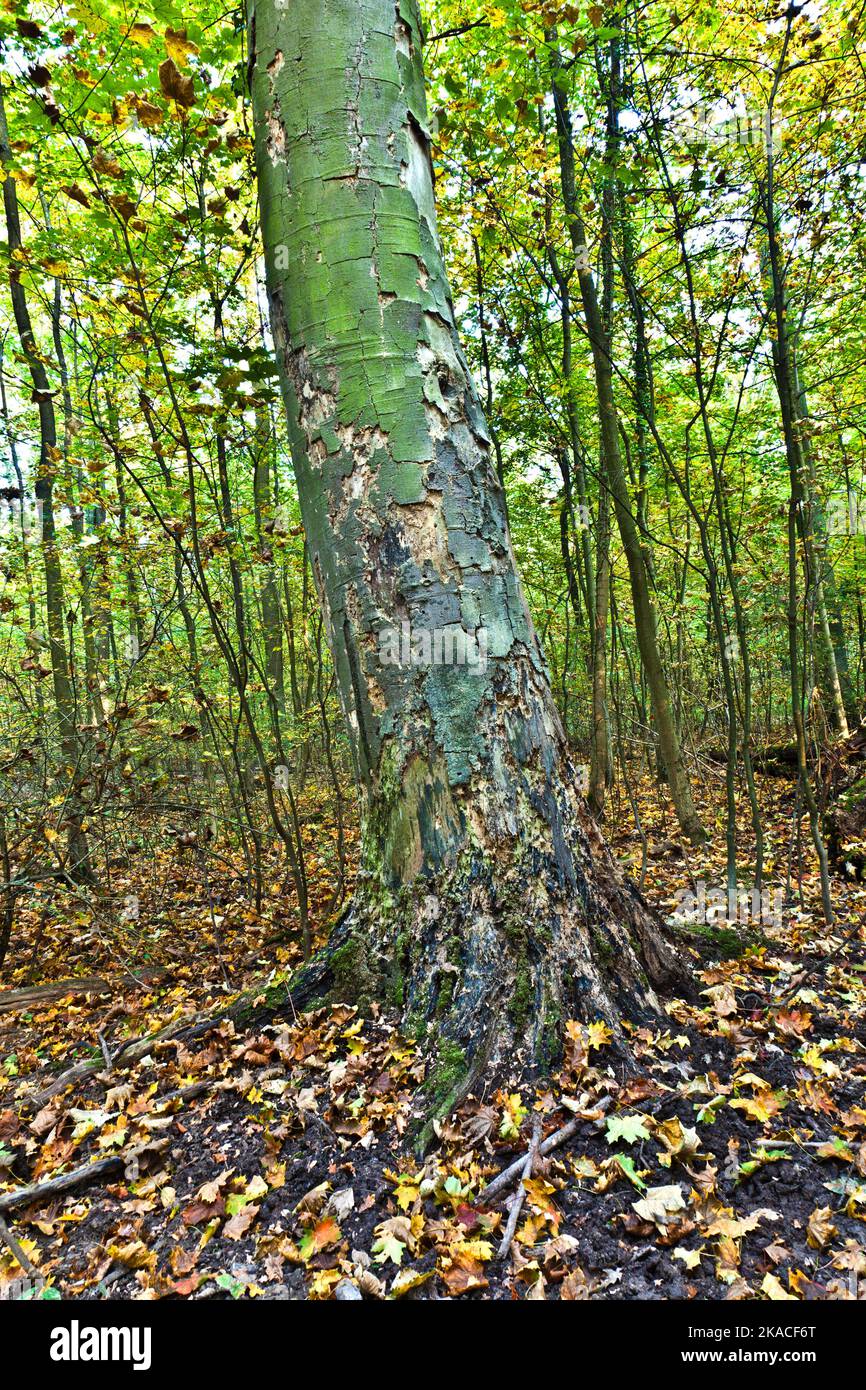 old oak forest in beautiful light Stock Photo - Alamy