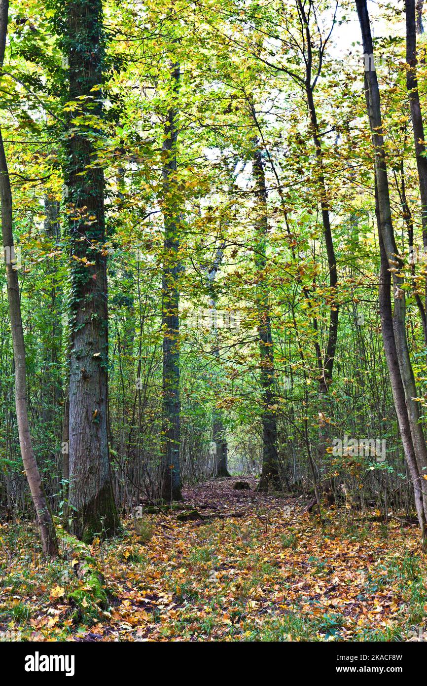 old oak forest in beautiful light Stock Photo - Alamy