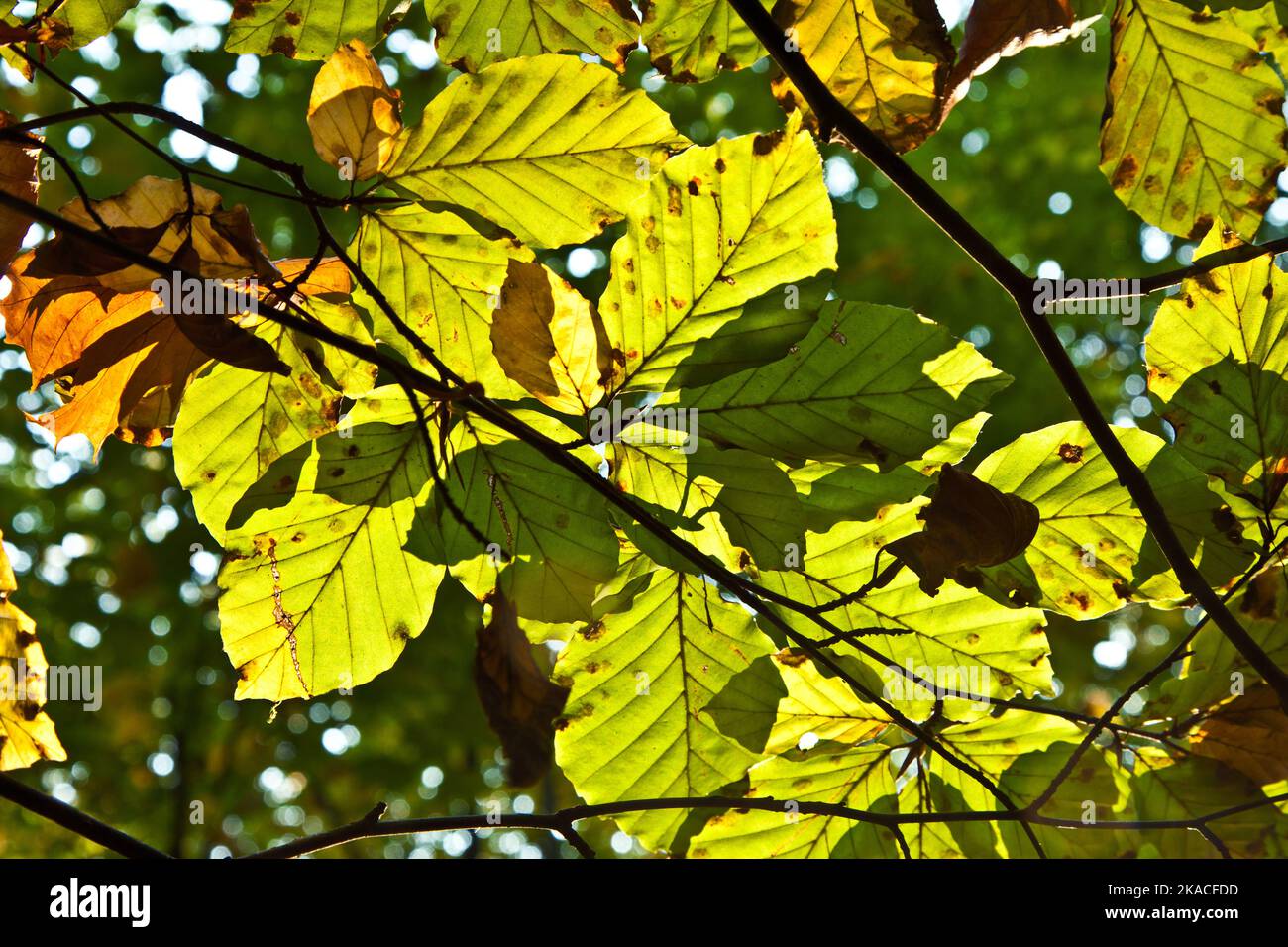 Branch structure of an old oak tree in autumn hi-res stock photography ...