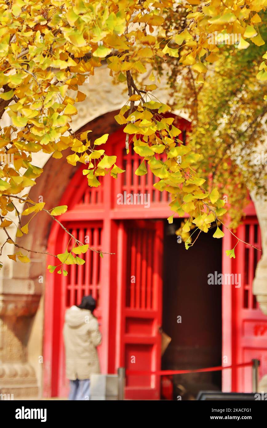 Tourists enjoy the 600-year-old ginkgo tree in the Five Pagoda Temple ...