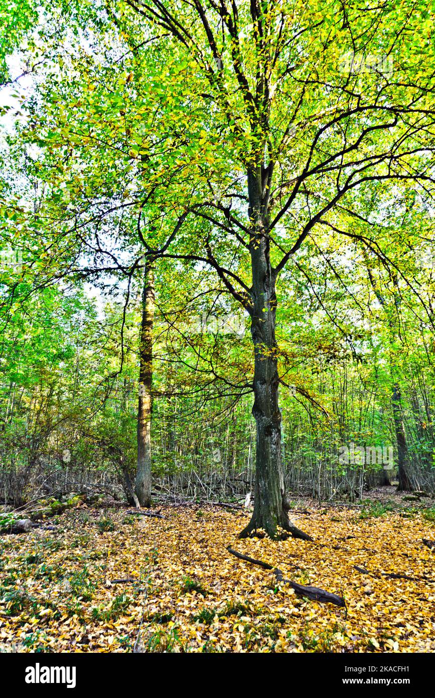old oak forest in beautiful light Stock Photo - Alamy