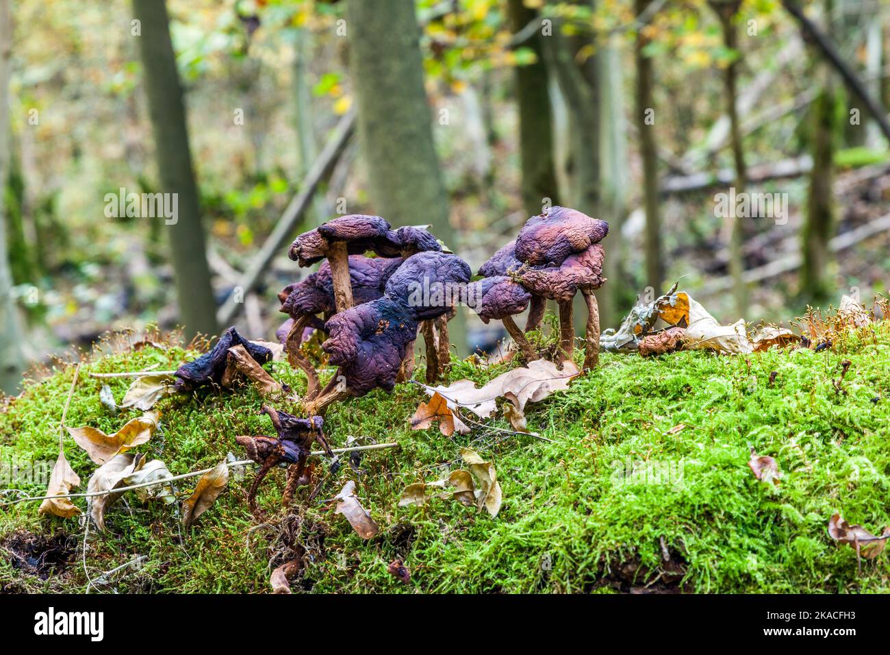old oak forest in beautiful light Stock Photo - Alamy
