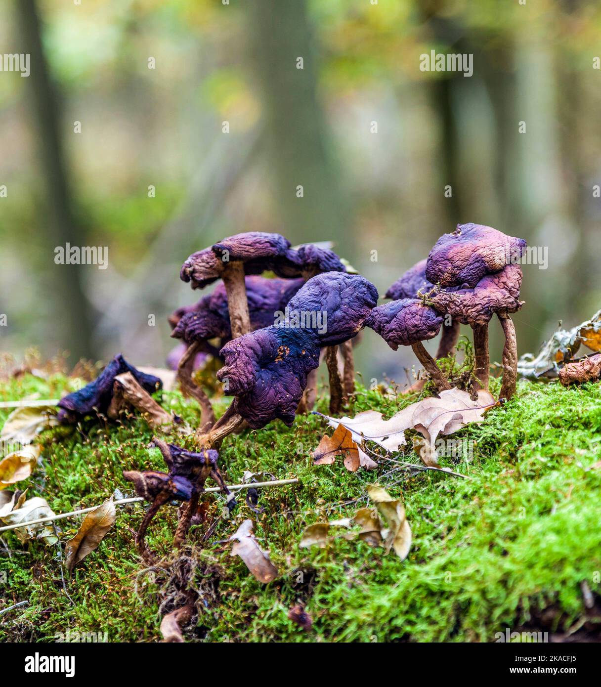 old oak forest in beautiful light Stock Photo - Alamy