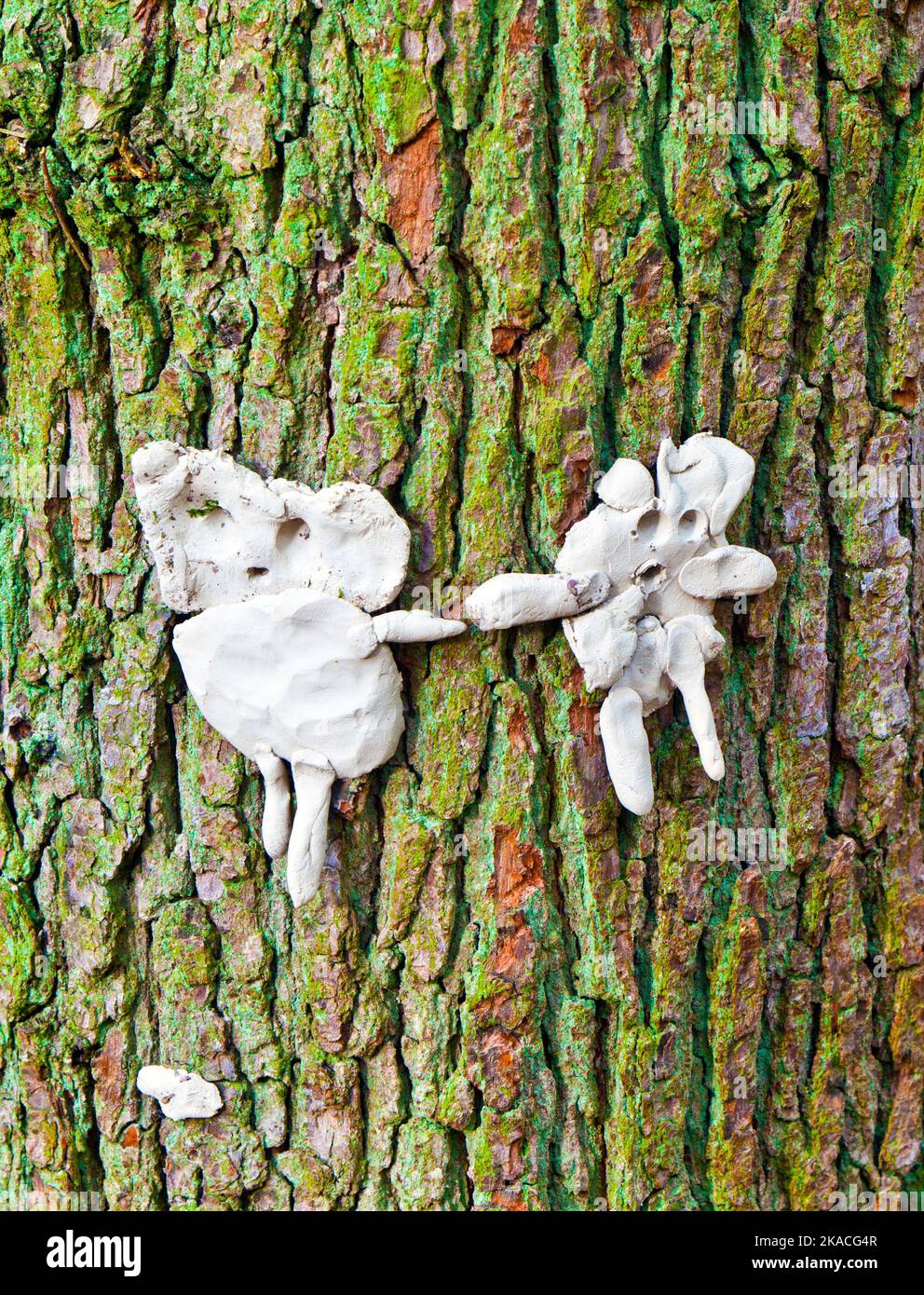 man and wife out of chewing gum posted at a tree Stock Photo - Alamy