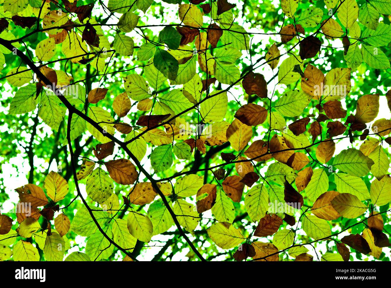 beautiful structure of leaves in the forest Stock Photo - Alamy