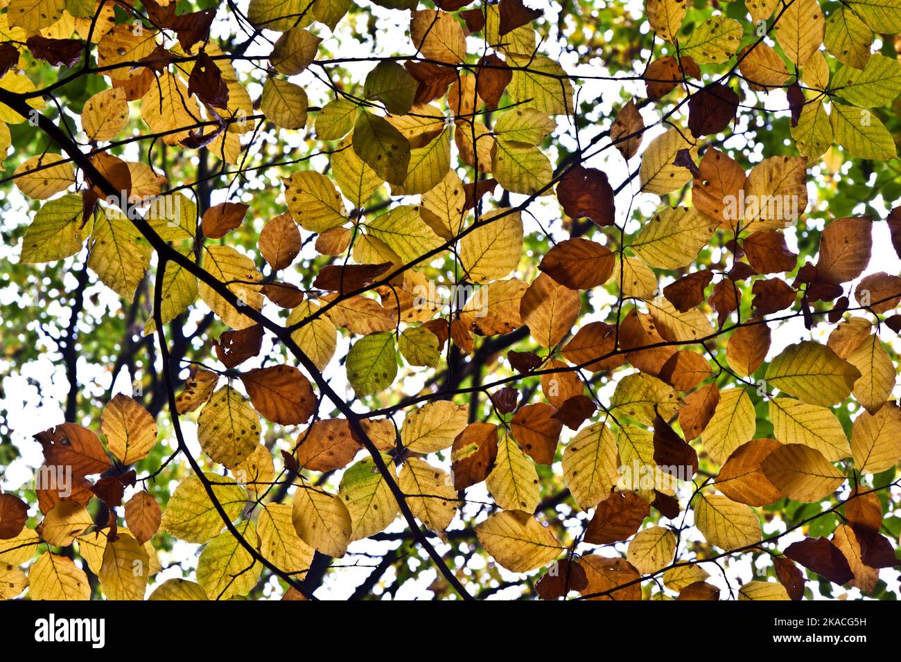 beautiful structure of leaves in the forest Stock Photo - Alamy