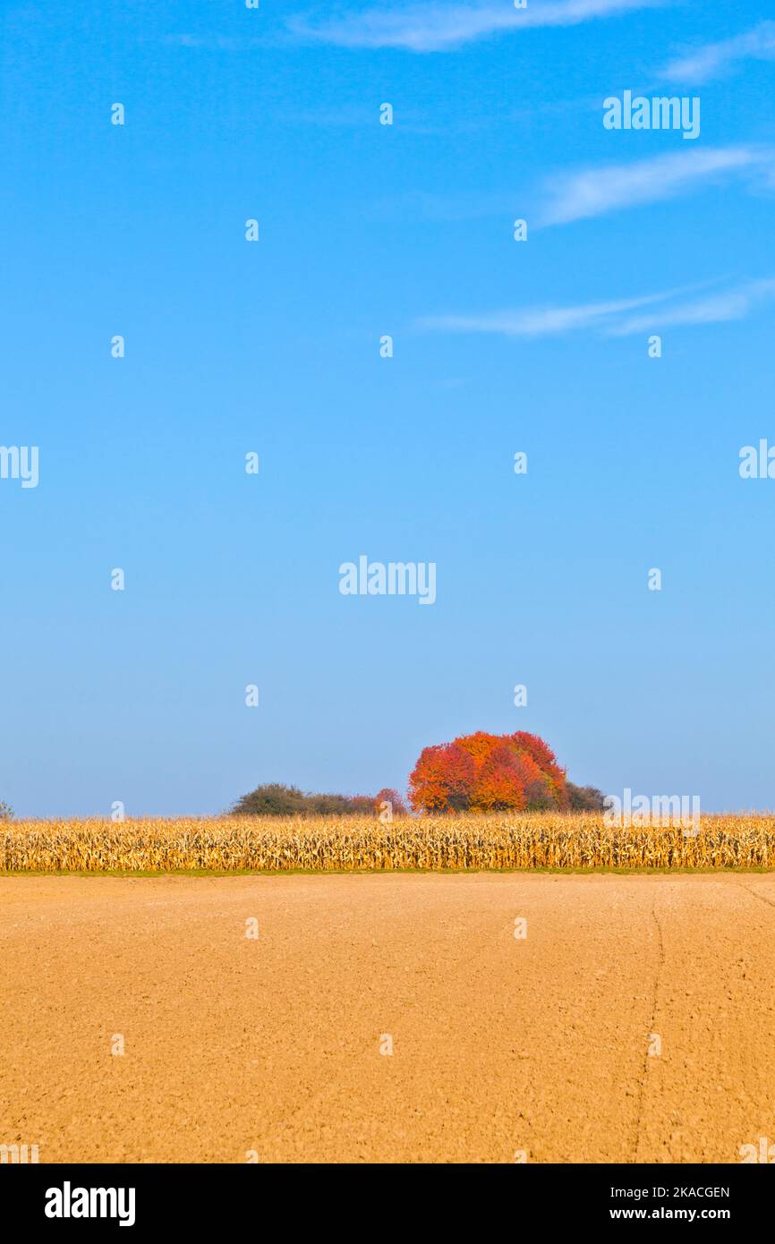natural full frame background with withered corn plants Stock Photo - Alamy