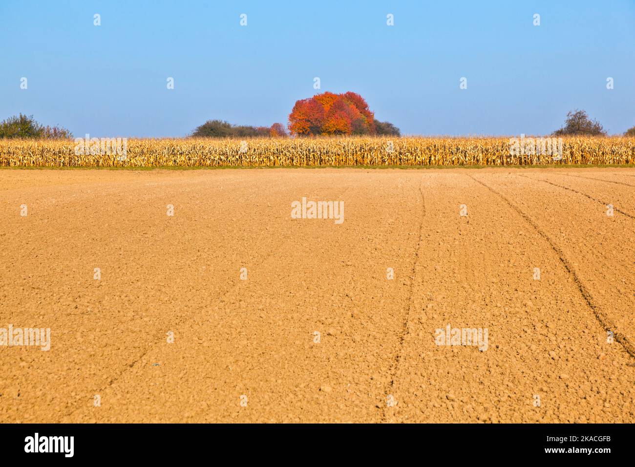 natural full frame background with withered corn plants Stock Photo - Alamy