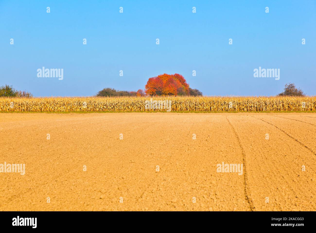 natural full frame background with withered corn plants Stock Photo - Alamy