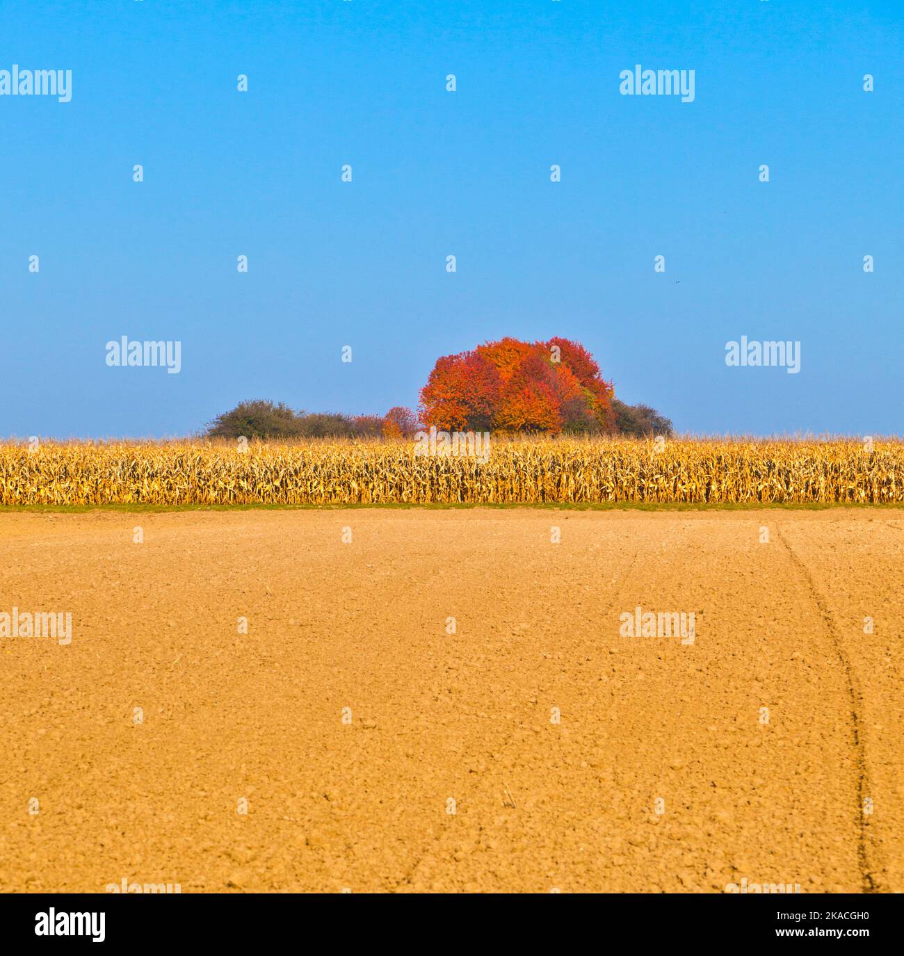 natural full frame background with withered corn plants Stock Photo - Alamy