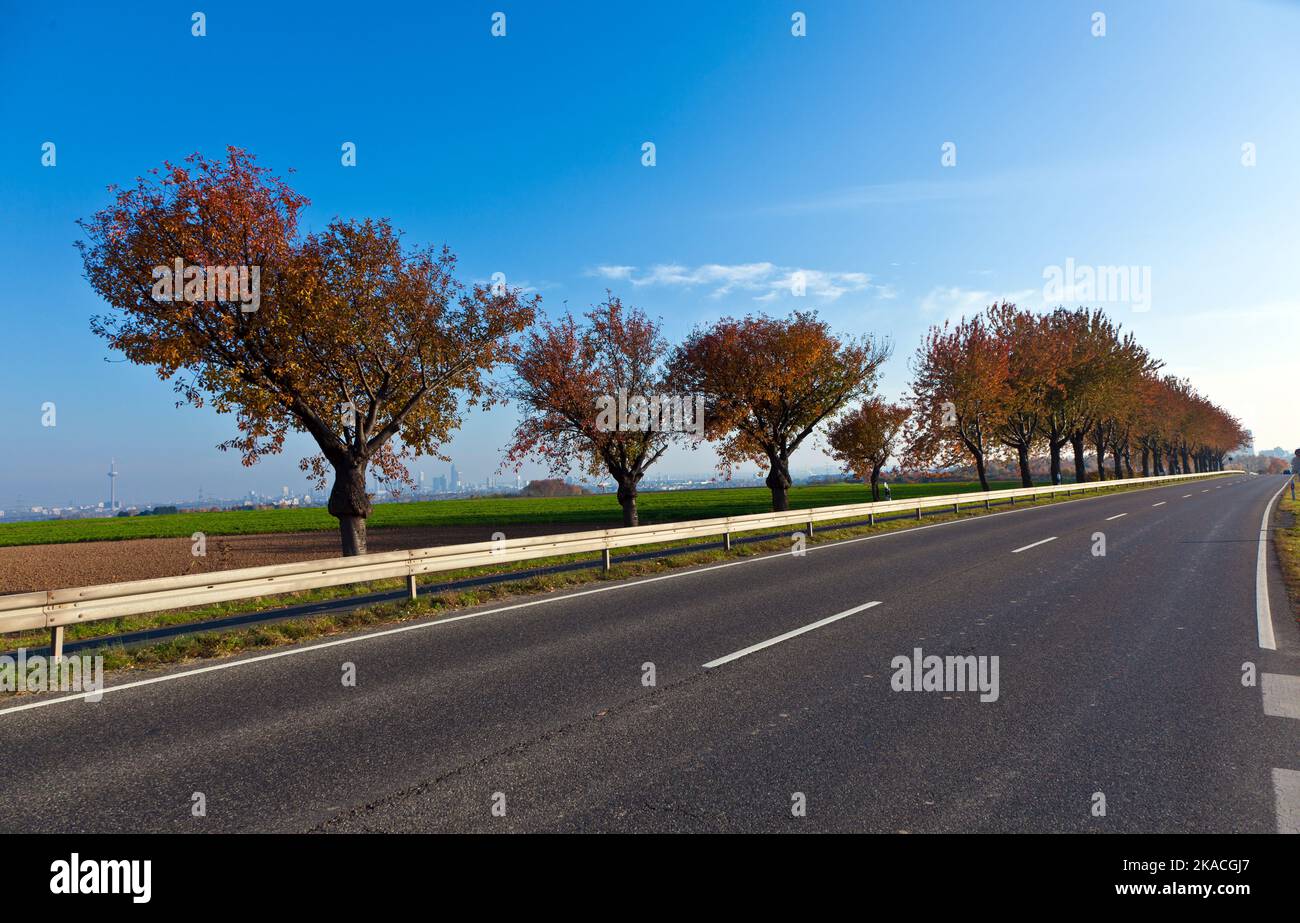 tree alley with street in autumn Stock Photo - Alamy