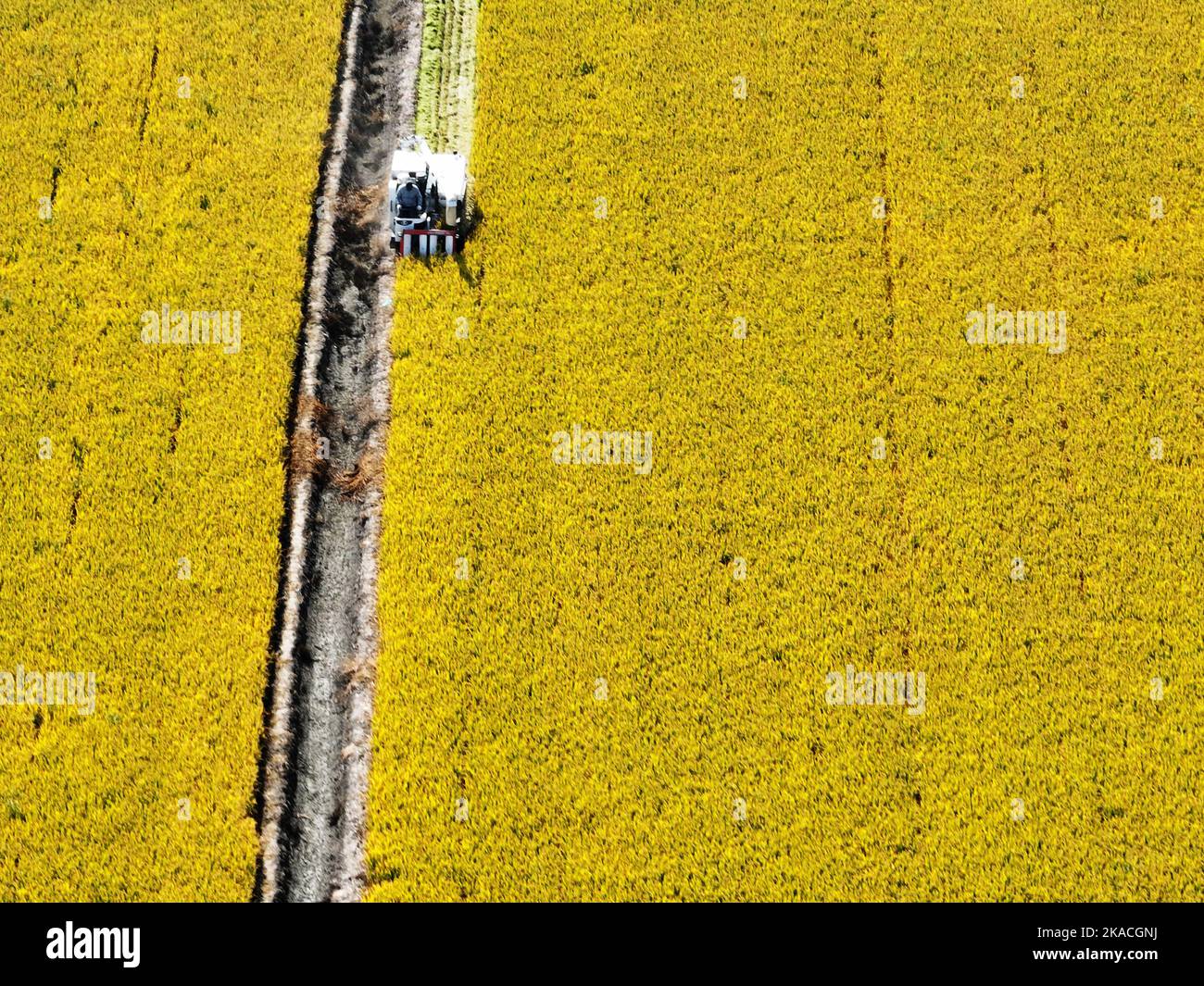 Aerial photos show the rice entering the harvest season and a busy ...