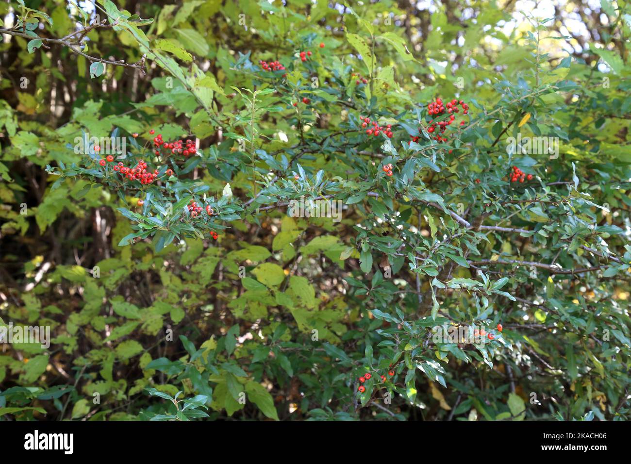Pyracantha coccinea, Scarlet firethorn, Fire Thorn, Rosaceae. A wild ...