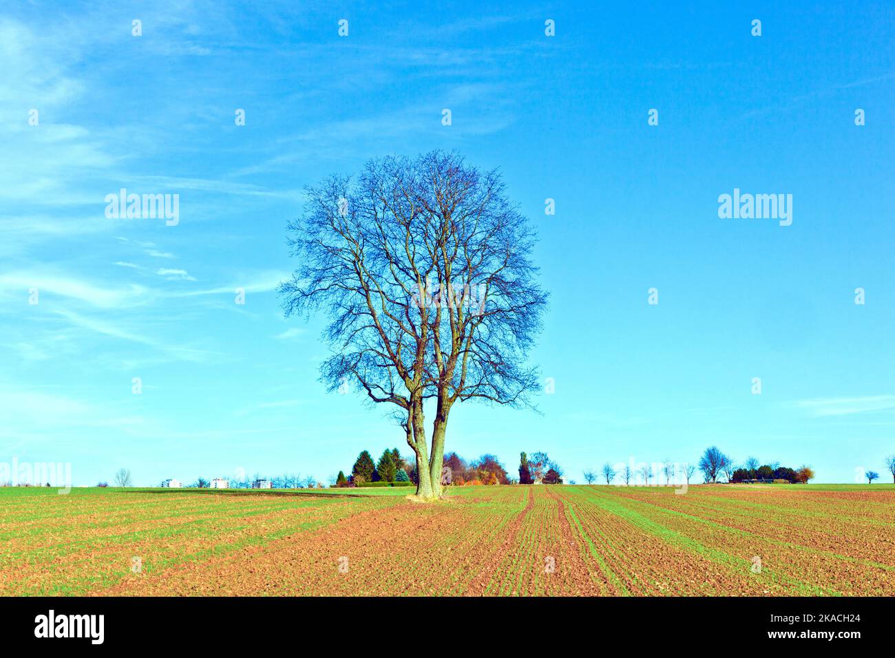 freshly ploughed acre with row of trees at the horizon Stock Photo - Alamy