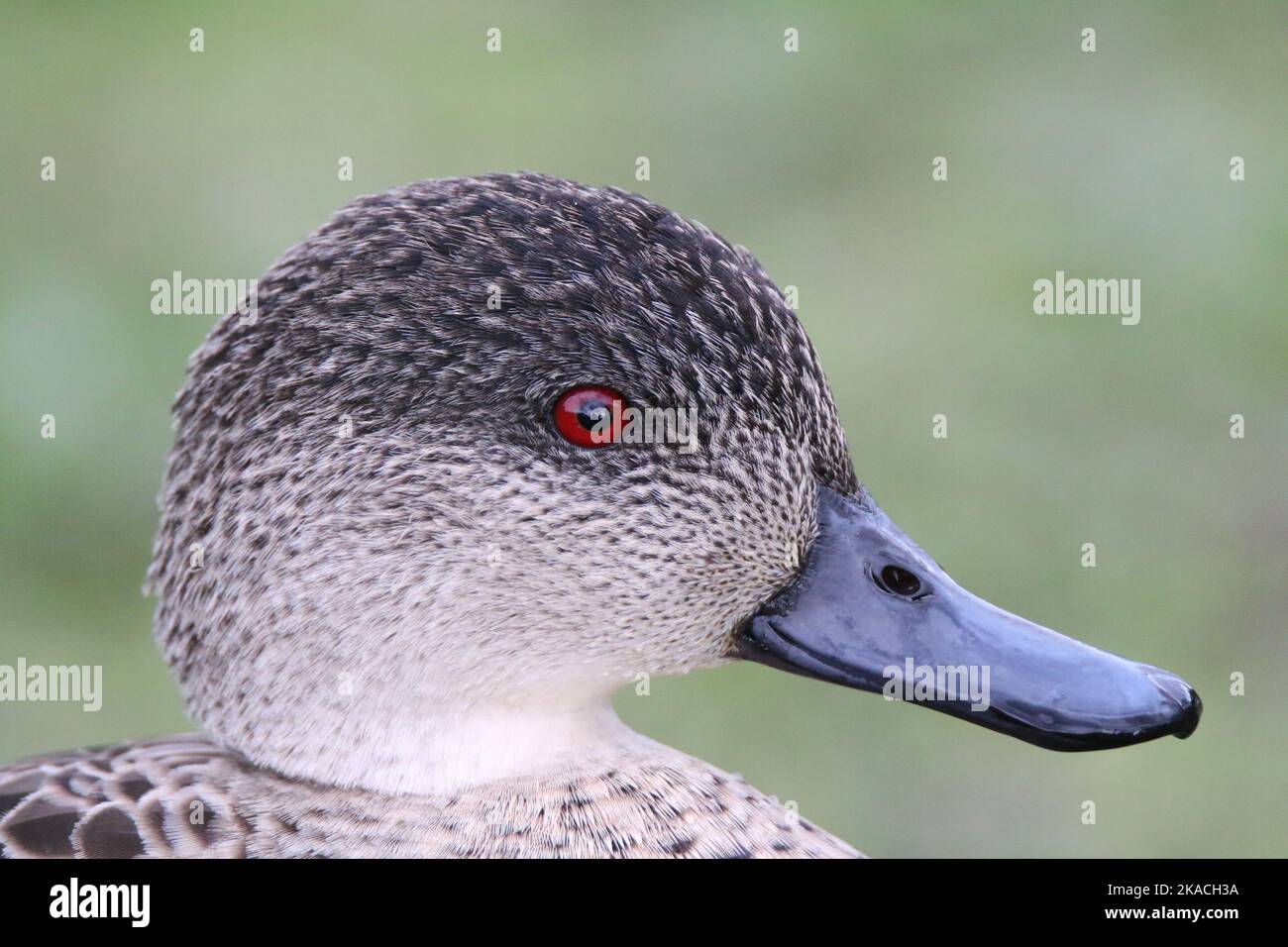 A female Grey Teal Stock Photo - Alamy