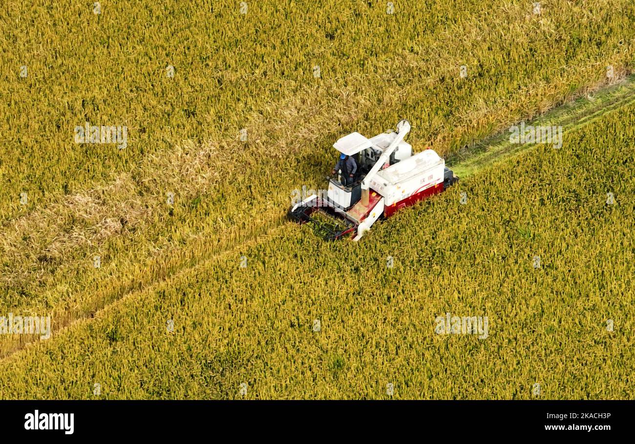 Aerial photos show the farmer harvesting rice in the harvester in ...