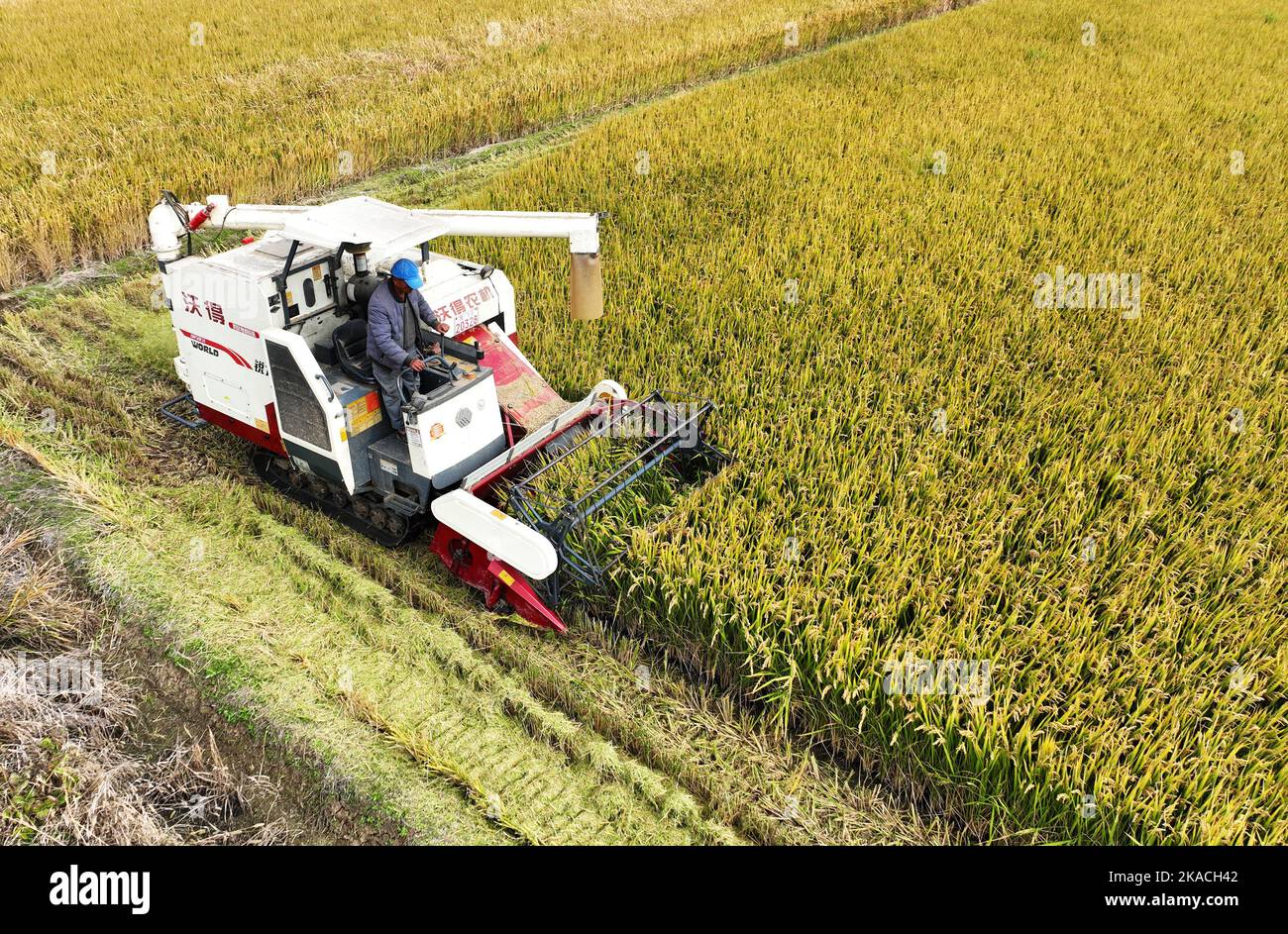 Aerial photos show the farmer harvesting rice in the harvester in ...