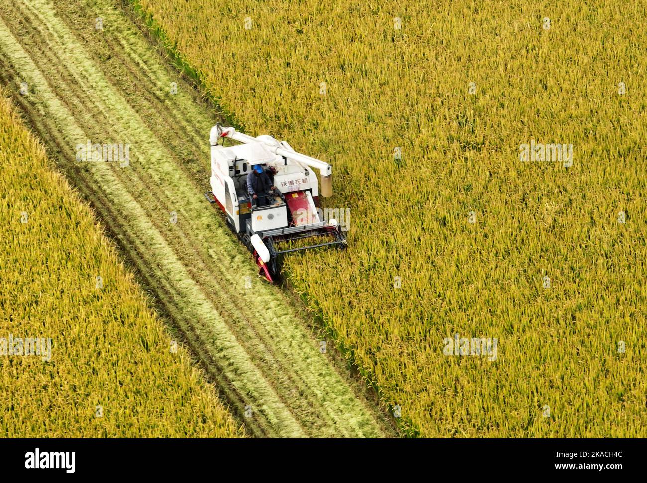 Aerial photos show the farmer harvesting rice in the harvester in ...