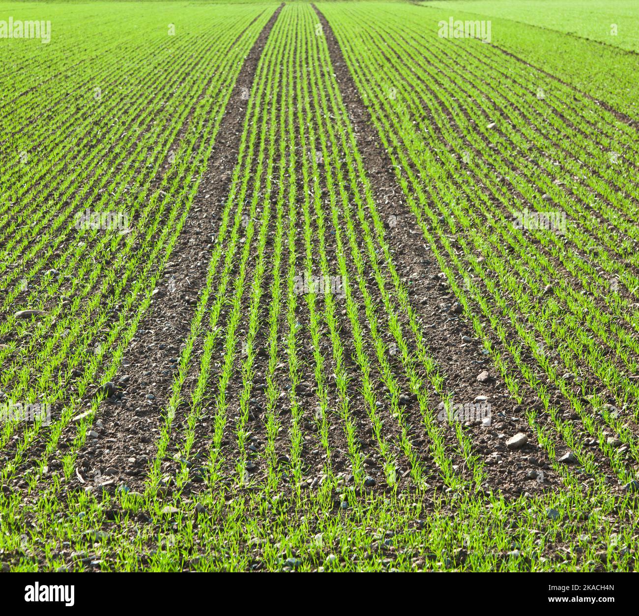 field with straight rows of young corn Stock Photo - Alamy