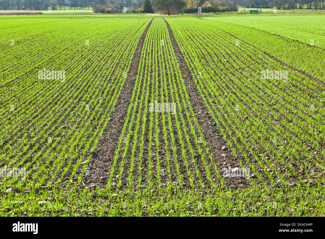 Corn rows abstract hi-res stock photography and images - Alamy