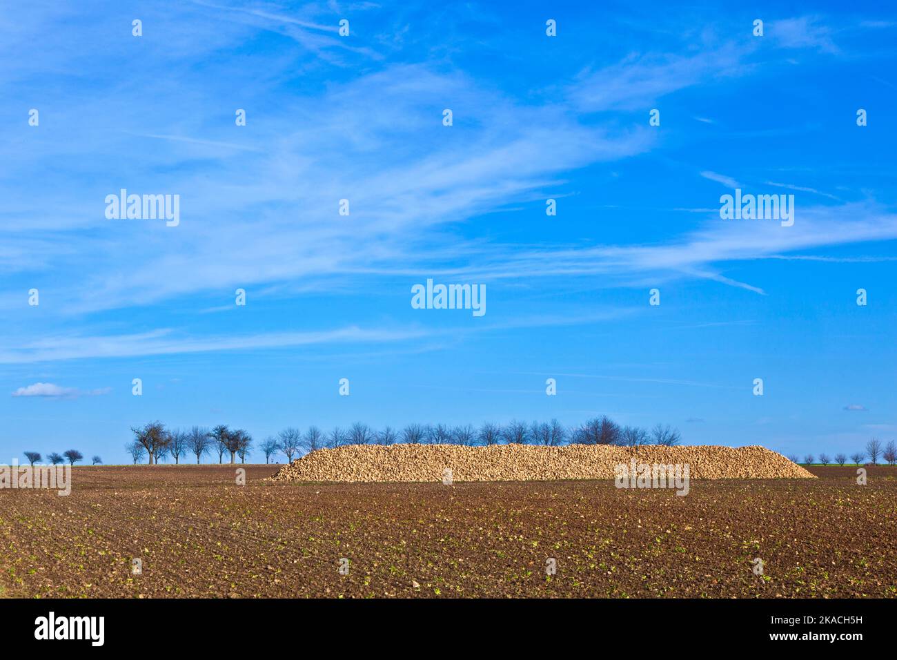 sugar beet field Stock Photo - Alamy