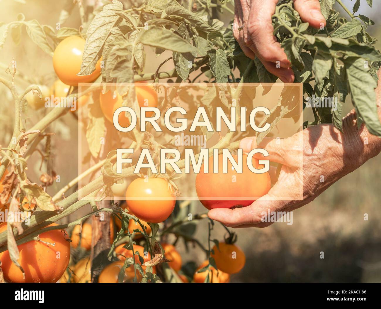 Organic farming text over farmer hands picking ripe tomatoes Stock ...