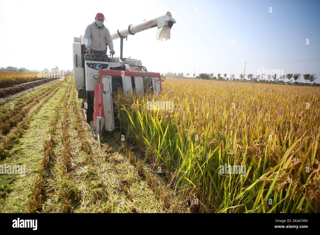 Aerial photos show the rice entering the harvest season and a busy ...