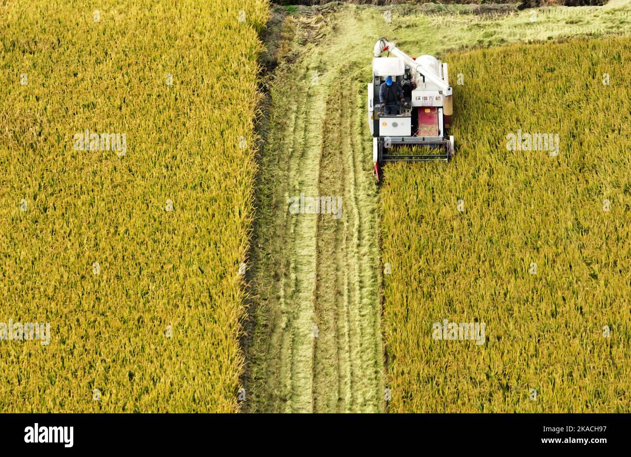 Aerial photos show the farmer harvesting rice in the harvester in ...