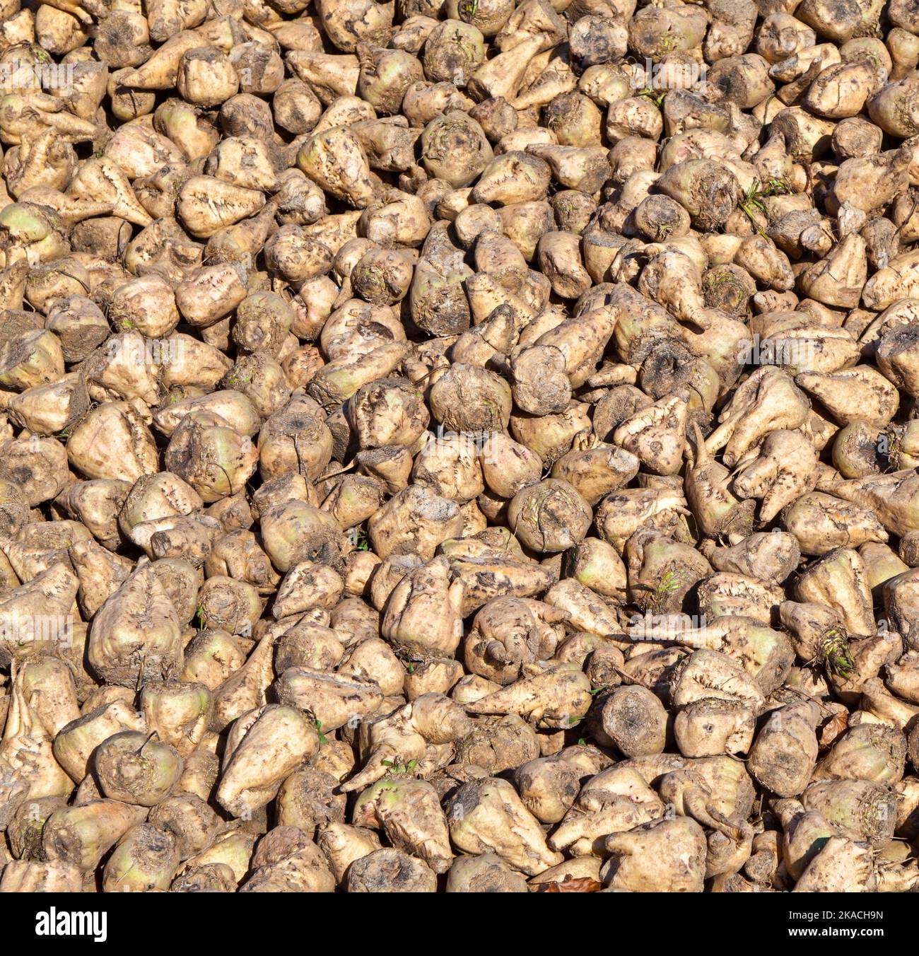 sugar beets in detail Stock Photo - Alamy