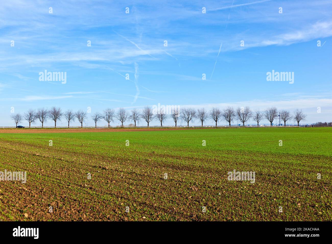 green field with tree alley Stock Photo - Alamy