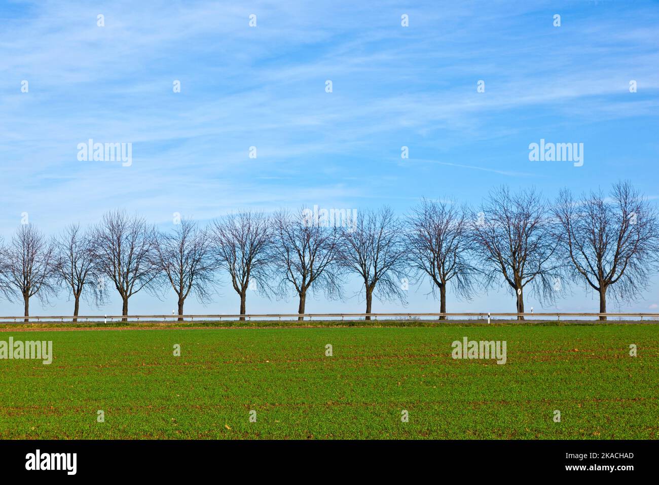 green field with tree alley Stock Photo - Alamy