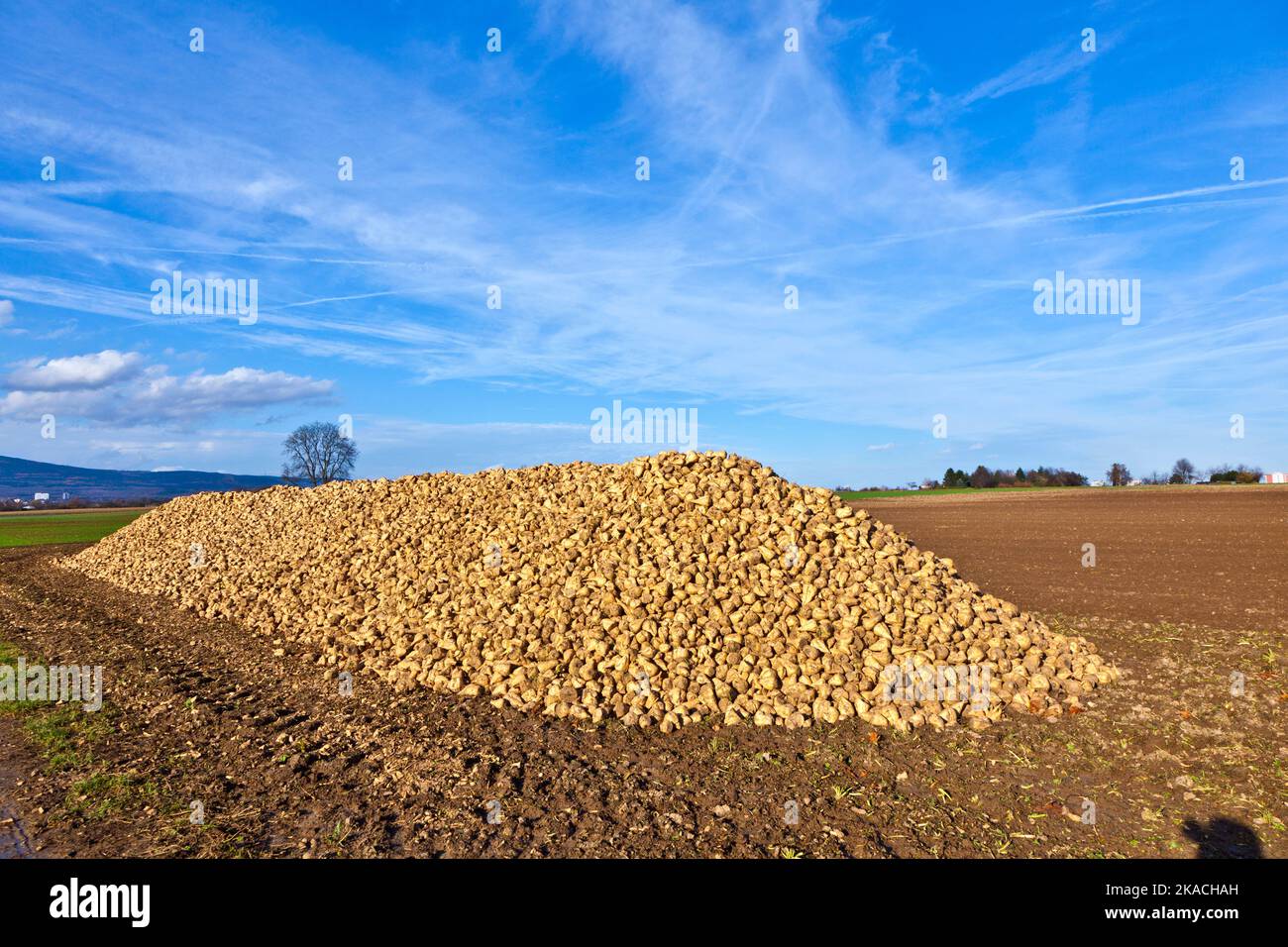 Pile of harvested beets against the blue sky Stock Photo - Alamy