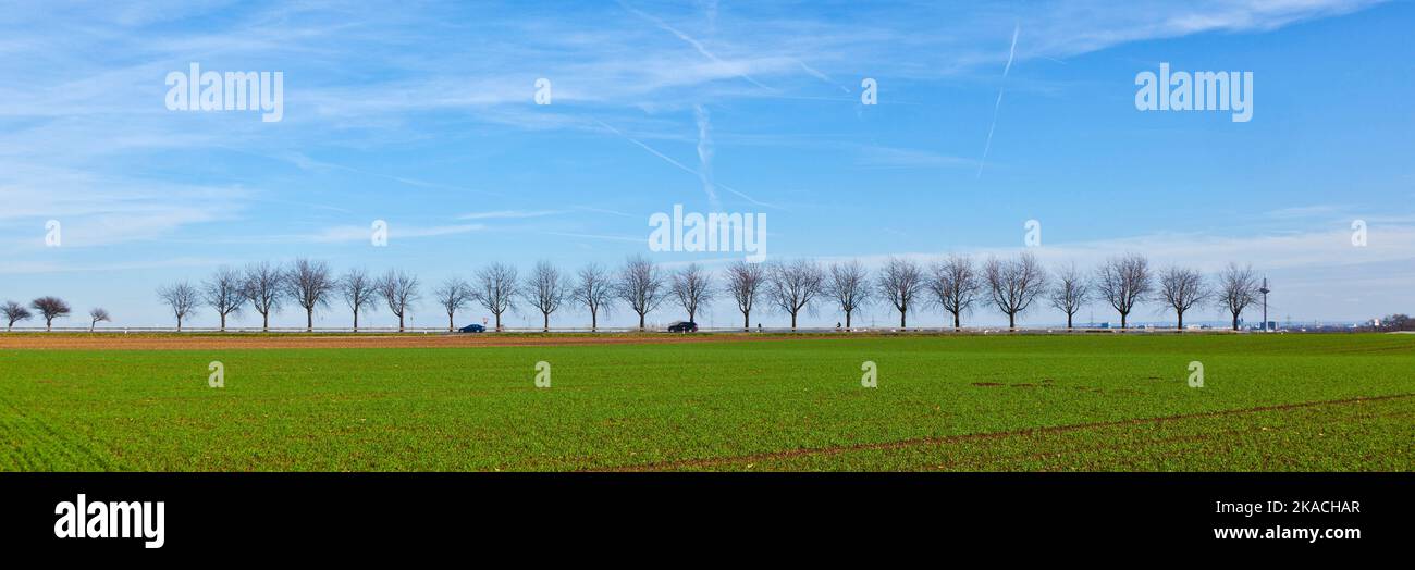 green field with tree alley Stock Photo - Alamy