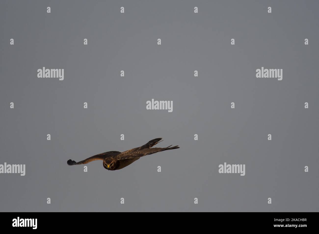 Swooping down hi-res stock photography and images - Alamy