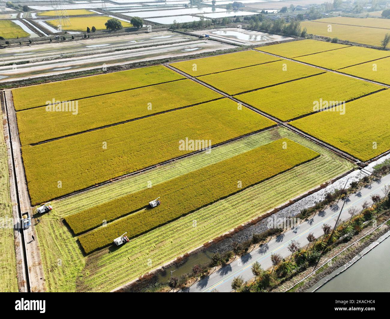 Aerial photos show the rice entering the harvest season and a busy ...