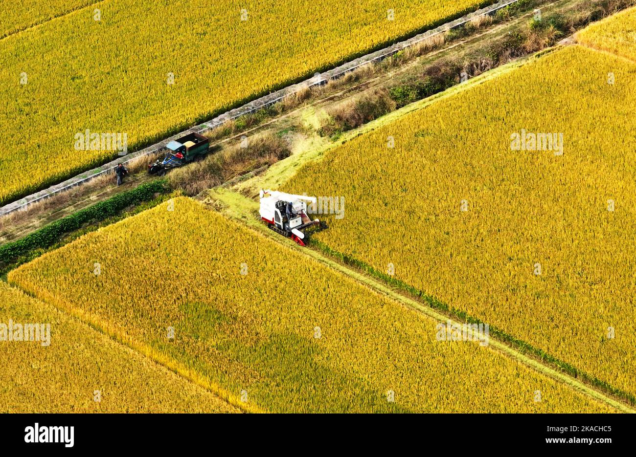 Aerial photos show the farmer harvesting rice in the harvester in ...