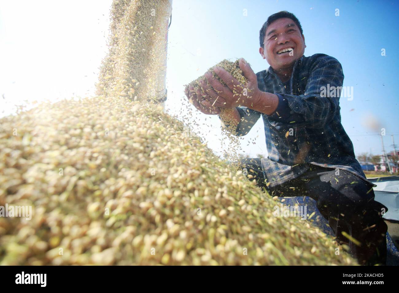 Aerial photos show the rice entering the harvest season and a busy ...